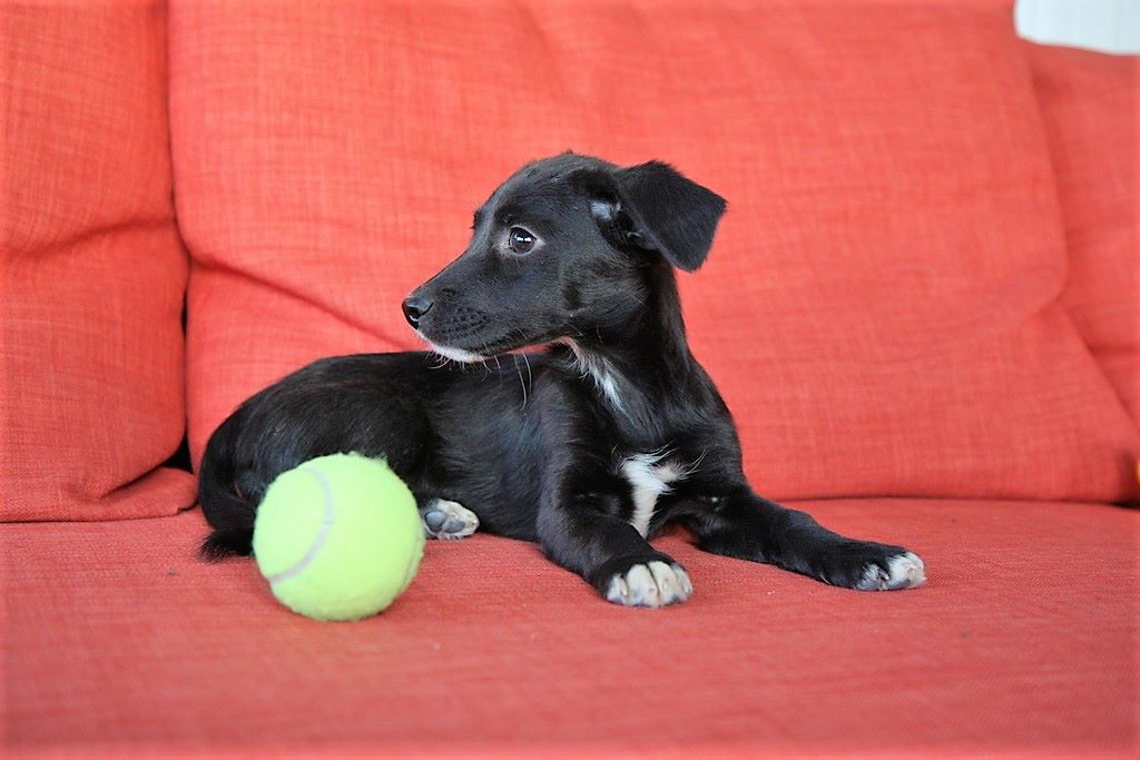 Adopt a puppy, Puppies for adoption in Cyprus, UK