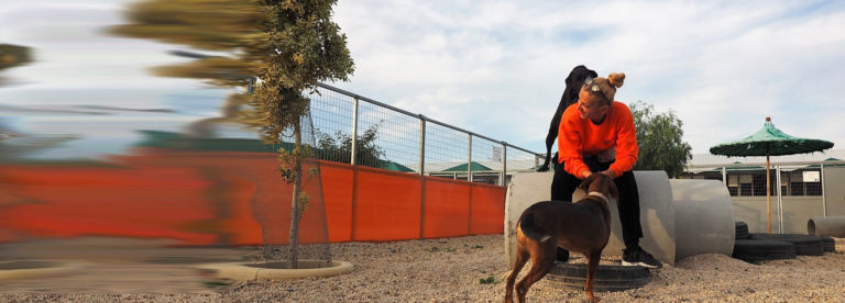 Adopt pet, puppies, dogs in Cyprus, UK, Dog shelters in Cyprus
