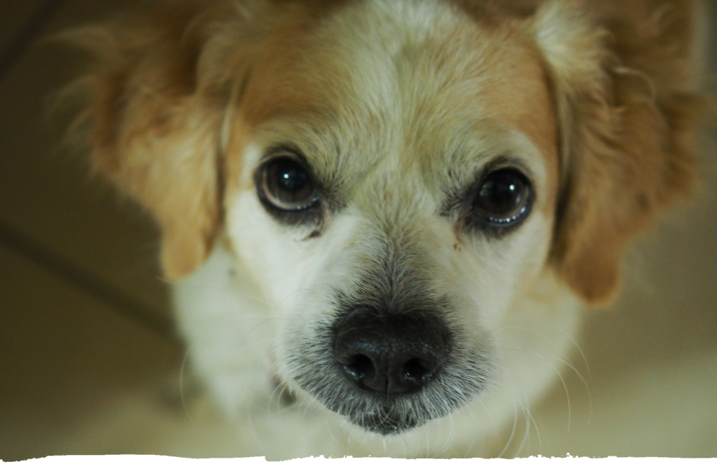 Adopt a stray dog, stray dogs adoption in Cyprus