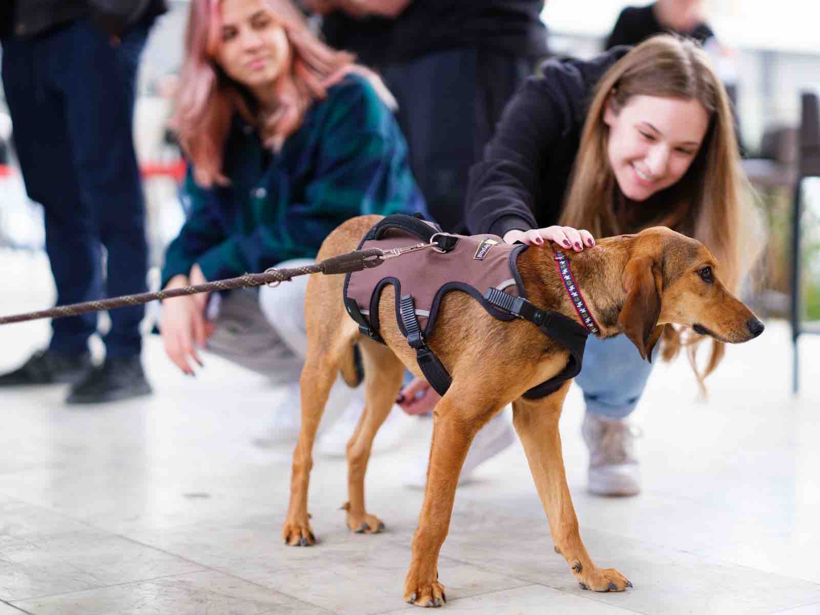 Sponsor a Dog 2nd Chance Dogs